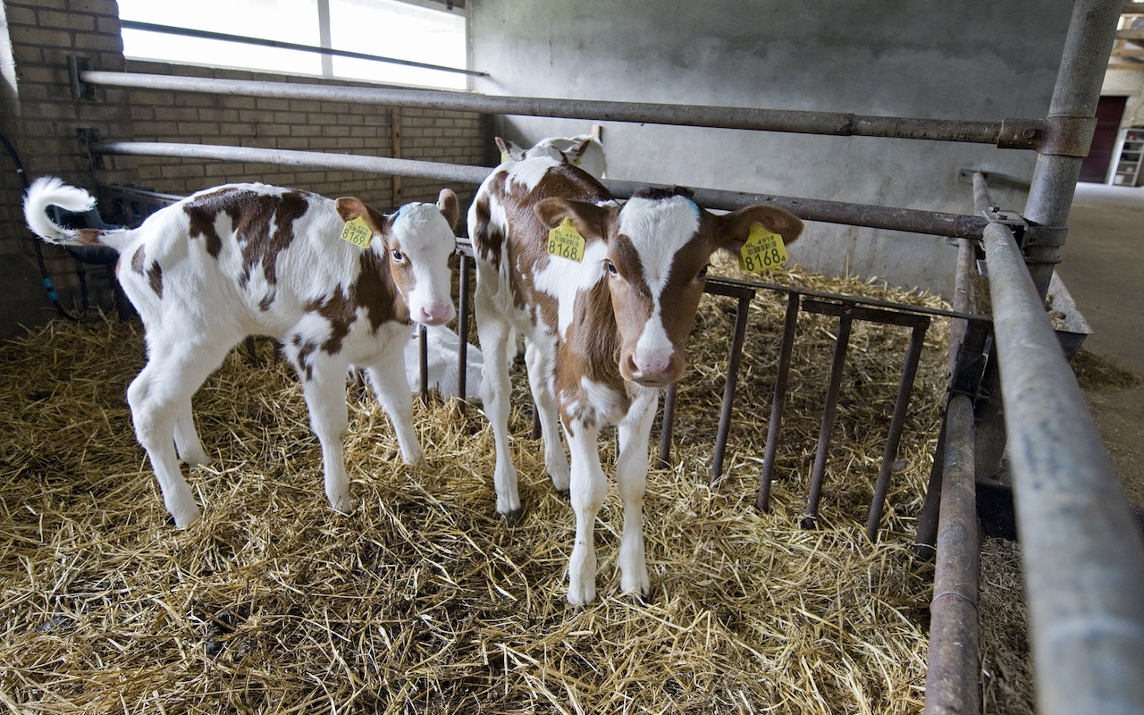 Kalfjes - De Heide Hoeve
